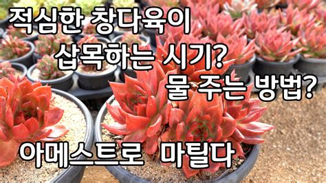 적심한 창다육이 삽목하는 시기 물주는 방법 마틸다 아메스트로 Youtube