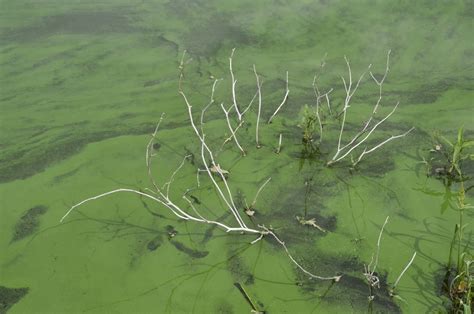 Algae Alerts Lifted For Melvern Pomona Lakes Kvoe