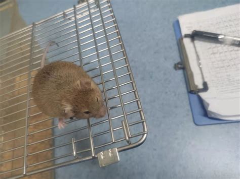 App Ps1双转基因小鼠（c57bl 6；c3h背景） 江苏艾菱菲生物科技有限公司