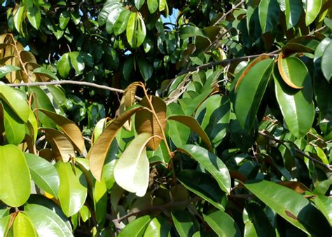 Kaimito Growing And Benefits