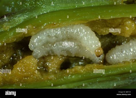 Cabbage Stem Weevil Ceutorhynchus Quadridens Larvae In An Oilseed