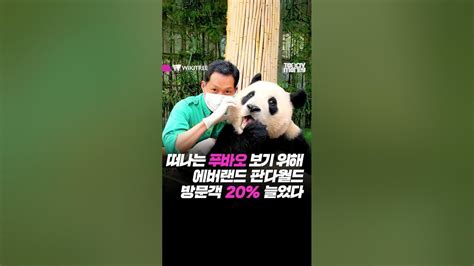 중국으로 떠나는 푸바오 보기 위해 에버랜드 판다월드 방문객 20 나 늘었다 Youtube