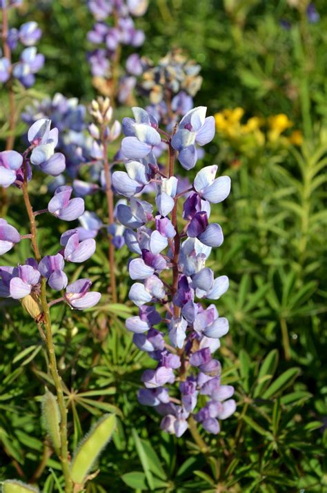 Wild Perennial Lupine Flowers Vibrant Blooms For Every Garden