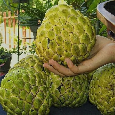 40 Sementes De Fruta Do Conde Gigante Alta Produção Vasos E Canteiros