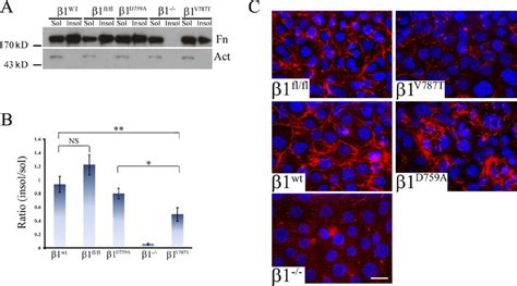 Fibronectin Fibrillogenesis Requires β1 Integrin In An Icap 1 Dependent Download Scientific