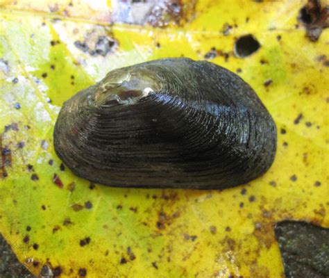Biologists Discover New Mussel Only Found In One Nc Stream Wunc News