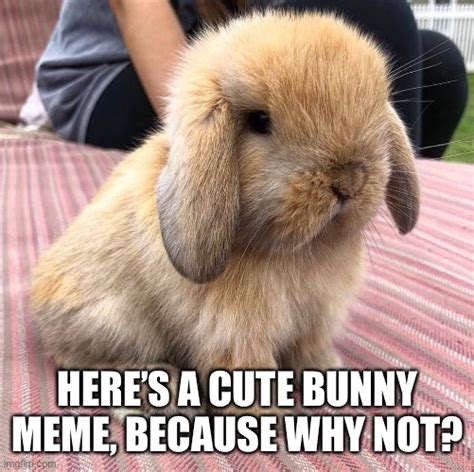 Humid Bunny Meme