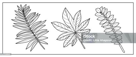 야자수 가지 Zamiokulkas 가지 양치류가 있는 흑백 벡터 열대 그림 색칠하기 책 디자인 장식 월페이퍼 엽서 및 프레젠테이션을 위한 배경 0명에 대한 스톡 벡터 아트