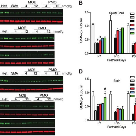 Smn Protein Expression In Mouse Cns Tissues After Sc Injection Of Download Scientific Diagram