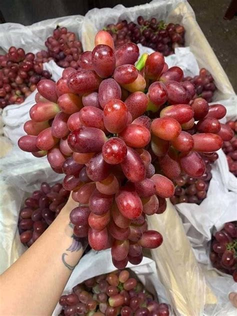 Nho Ruby Không Hạt Lợi Ích Giá Trị Dinh Dưỡng Và Cách Chọn Mua Tốt Nhất