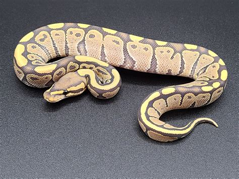 Fire Bee Ball Python