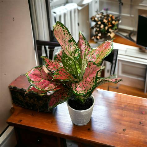 Aglaonema Ruby Ray Jordans Jungle