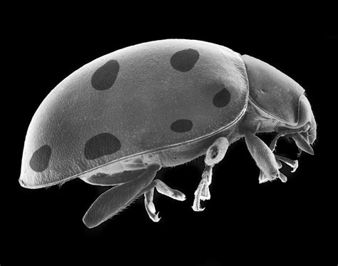 Ladybug Beetle Photograph By Dennis Kunkel Microscopyscience Photo