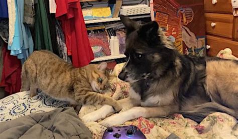 Hes Such An Asshole To This Sweet Girl R Catsareassholes