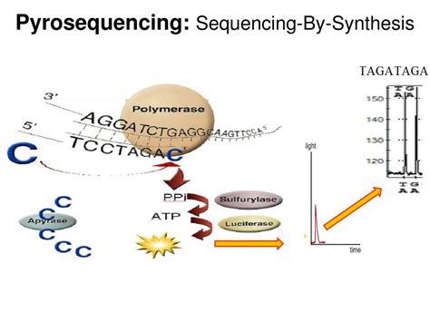 sequencing by synthesis