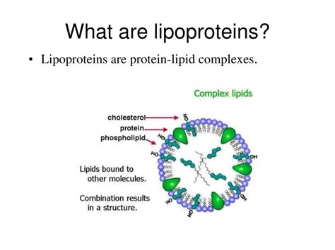 Complex Lipids Function Definition Types And Structure Phospholipids And Glycolipids