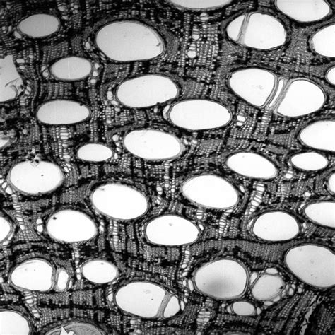 Insidewood Vessel Classification Classification Dataset By Chagas1