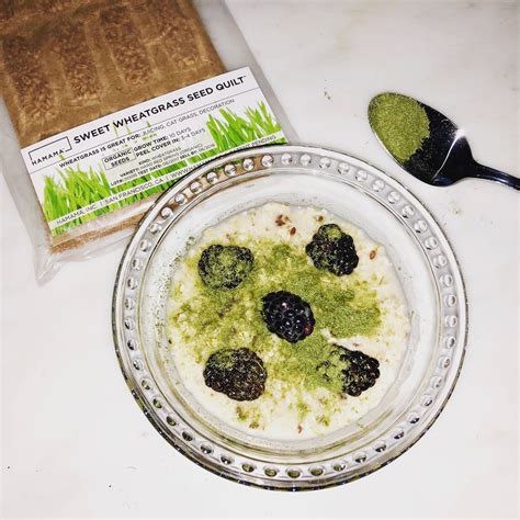 Hamama Blog How To Make Wheatgrass Powder Hamama