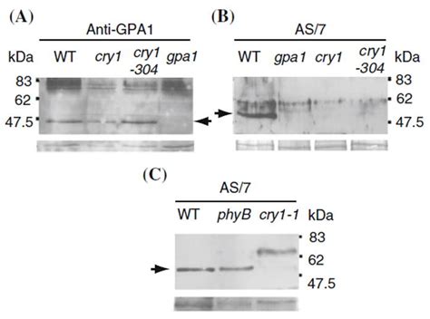 Cry1 And Gpa1 Signaling Genetically Interact In Hook Opening And