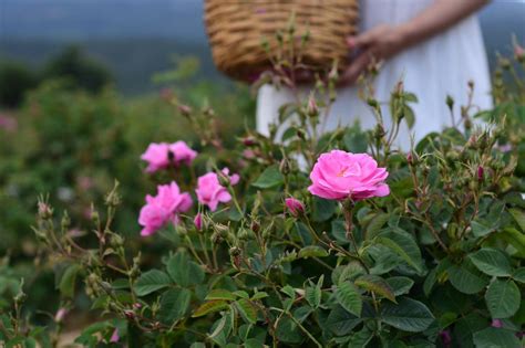 Scenthope Aroma Diffuser Added Scenthope Aroma Diffuser