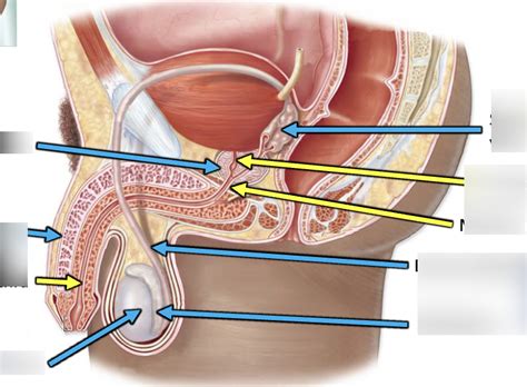 Male Development Diagram Diagram Quizlet