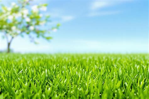 Le Pouvoir Du Sable Le Secret Pour Une Pelouse Verdoyante Et Résistante Que Les Jardiniers