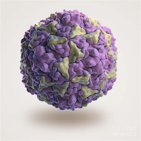 Human Rhinovirus Structure