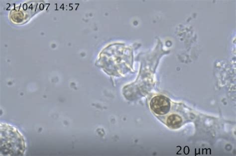 Ученые впервые сняли на видео как клетки кораллов поглощают водоросли