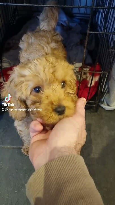 Say Hello To Daisy The F1 Cockapoo Puppy Cockapoopuppies Youtube