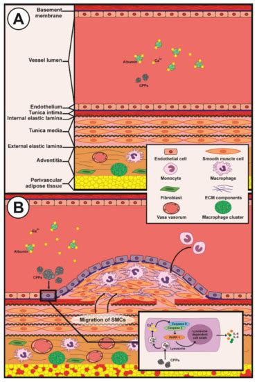 Calciprotein Particles Link Disturbed Mineral Homeostasis With