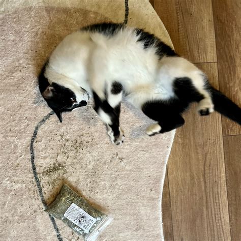 Dr Pussums Catnip Nickel Bag Lisa Maries