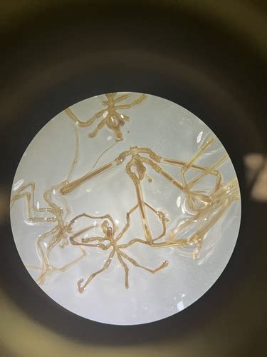 Lab 2 Chelicerata Flashcards Quizlet