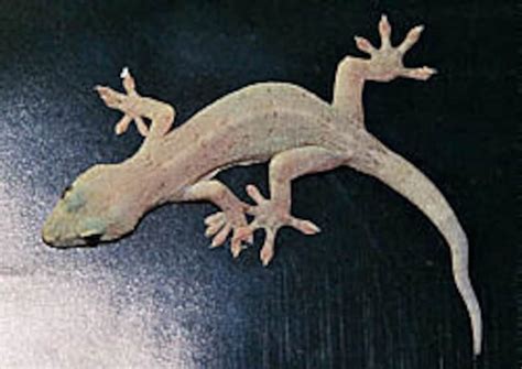 ヤモリの飼い方！餌やケージなどニホンヤモリの基本飼育方法 爬虫類・両生類 All About