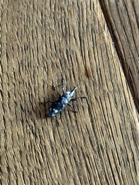 Are Weevils Dangerous To Humans