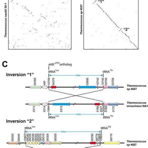 Dimer Formation Supercoiled Sc Plasmids Puc18 And Pjo322 Carrying Download Scientific