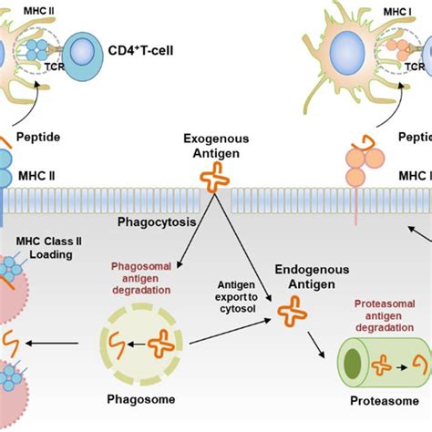 Dendritic Cell Subtypes In The Human And Mouse Download Scientific