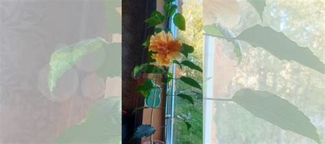 Гибискус купить в Перми | Товары для дома и дачи | Авито