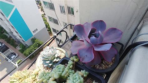 아파트 다육이 하우스 만들어봤어용 Youtube