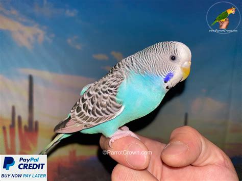 How Much Are Blue Parakeets At Diane Forsythe Blog