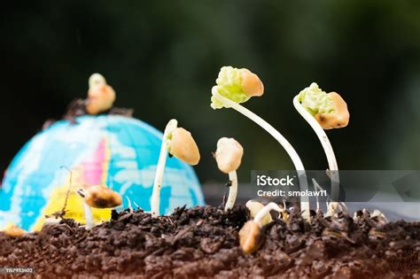 녹색 잔디에 비가 오는 햇볕이 오는 날에 클레이 글로브 모델에 종자 식물 녹색 세계 환경 생태의 날 지구상의 삶 비즈니스 리더십을위한 새로운 개발의 개념과 미래에 강한