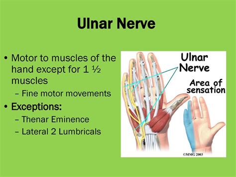 The Hand And Lymphatics Week 6 Ta Review Ppt Download