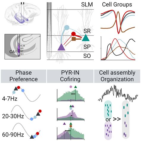Circuit Dynamics Of Superficial And Deep Ca1 Pyramidal Cells And Inhibitory Cells In Freely