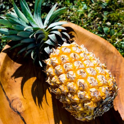 Pineapple Victoria Delivered Fresh Buy At Jurassic Fruit