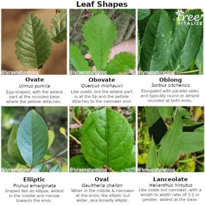 16 Different Types Of Elm Trees Their Identifying Features