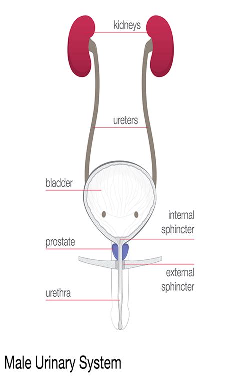 Urinary Tract Anatomy Male 8 Facts About The Urinary System Every