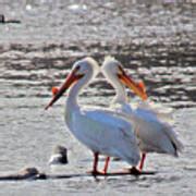Breeding American White Pelicans Photograph By Laura Birr Brown Fine