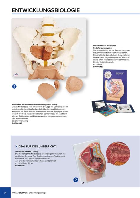 Female Pelvic Anatomy Netter