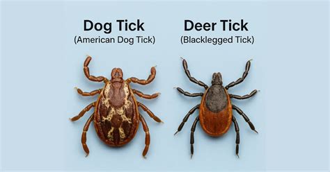 Dog Tick Vs Deer Tick How To Identify Ticks In Nh