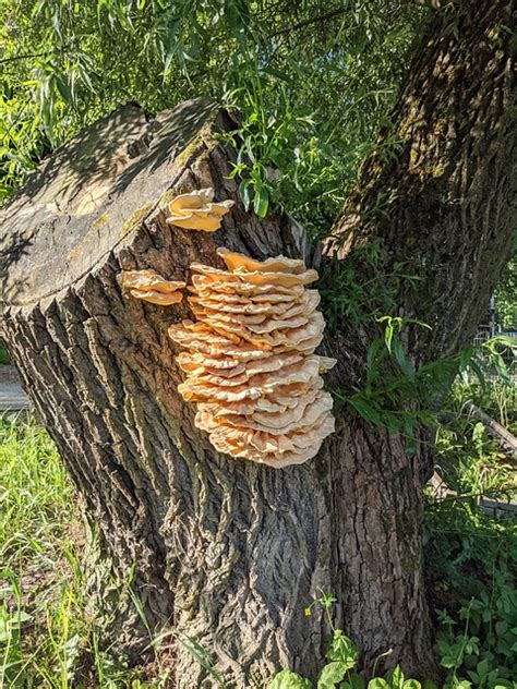 Fungus Old Tree Bracket Free Photo On Pixabay Pixabay