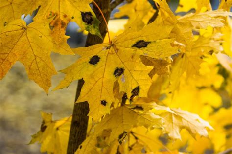 The Most Common Tree Diseases Arborist Tree Doctors
